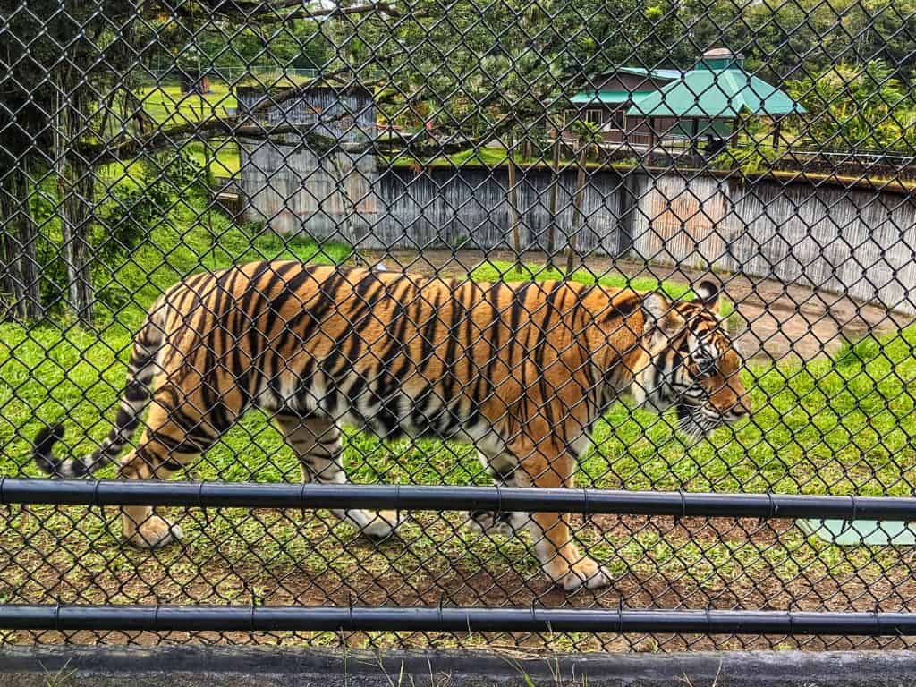 15 Free Things to Do In Kona & Nearby (by a Local)