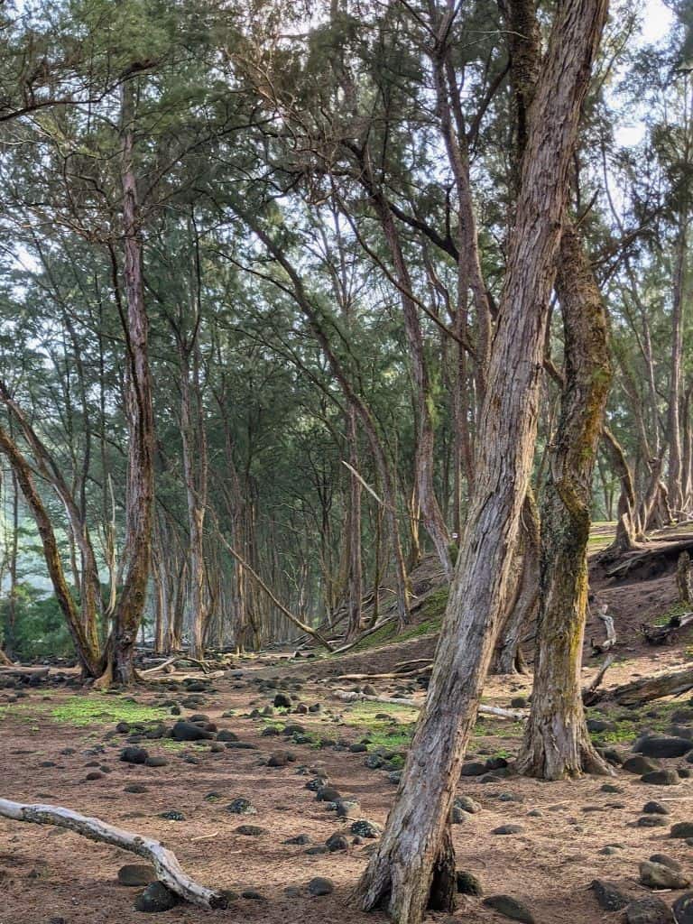 15 Reasons Why Hawi Hawaii is Worth Visiting