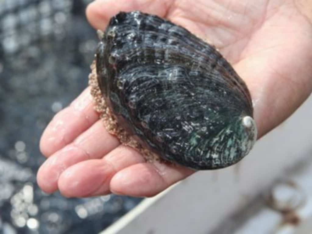 15 Unique Things to Do on the Big Island: Bet You Never Heard of These ...