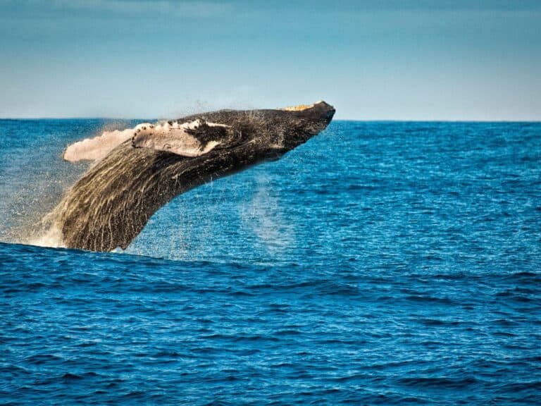 Is Waimea Worth Visiting on the Big Island? 13 Unique Things to Do