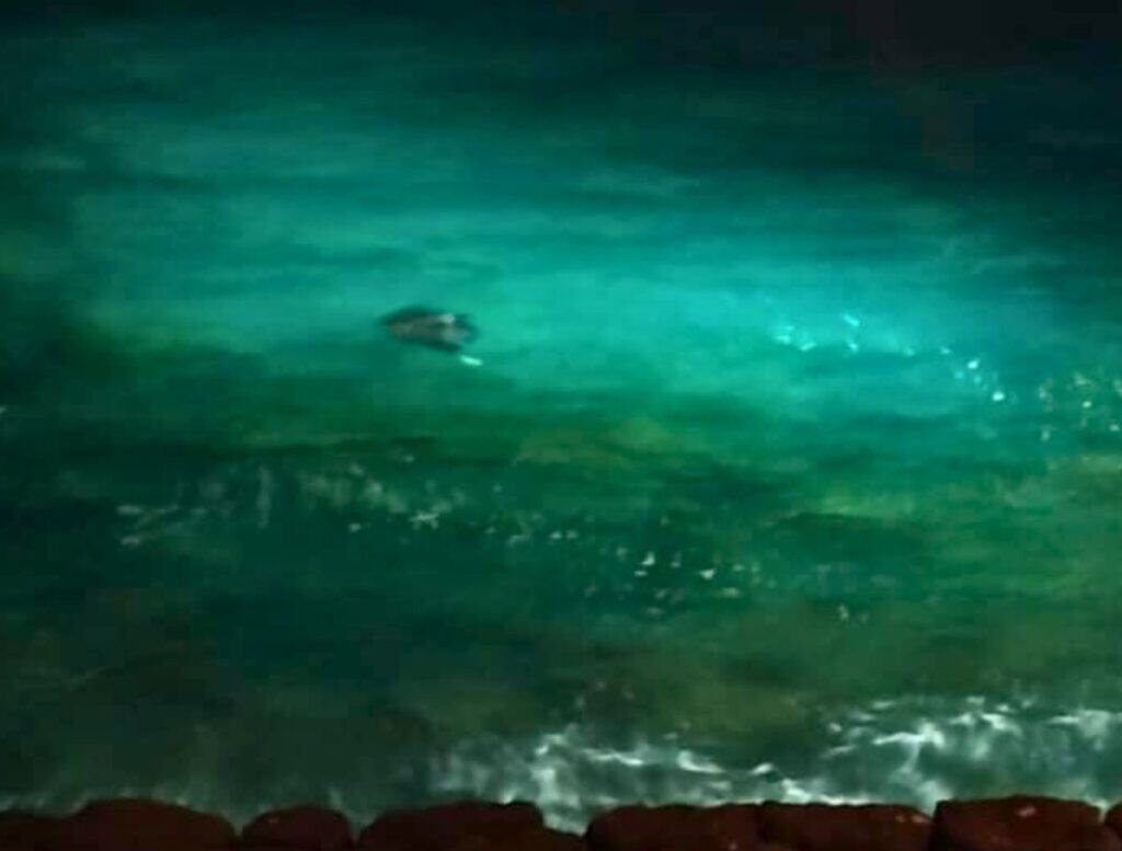 3 Manta Ray Snorkel Tours That Are Safe for Non-Swimmers